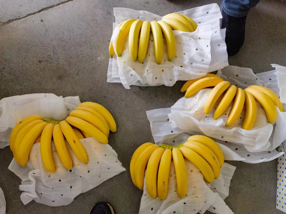 “Recently, imported banana prices have reached a historical low.”