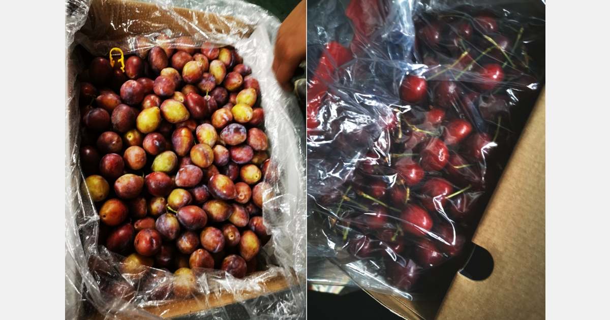 Chilean cherries dominate the market, imported stone fruit arrivals ...