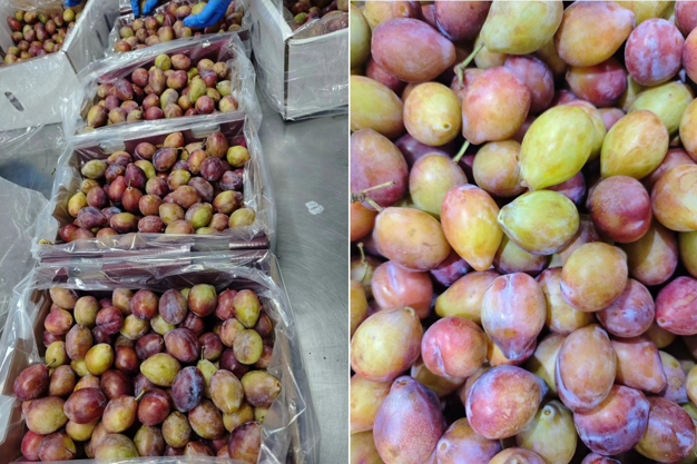 “It is now the prime sales period for Australian plums, but the ...