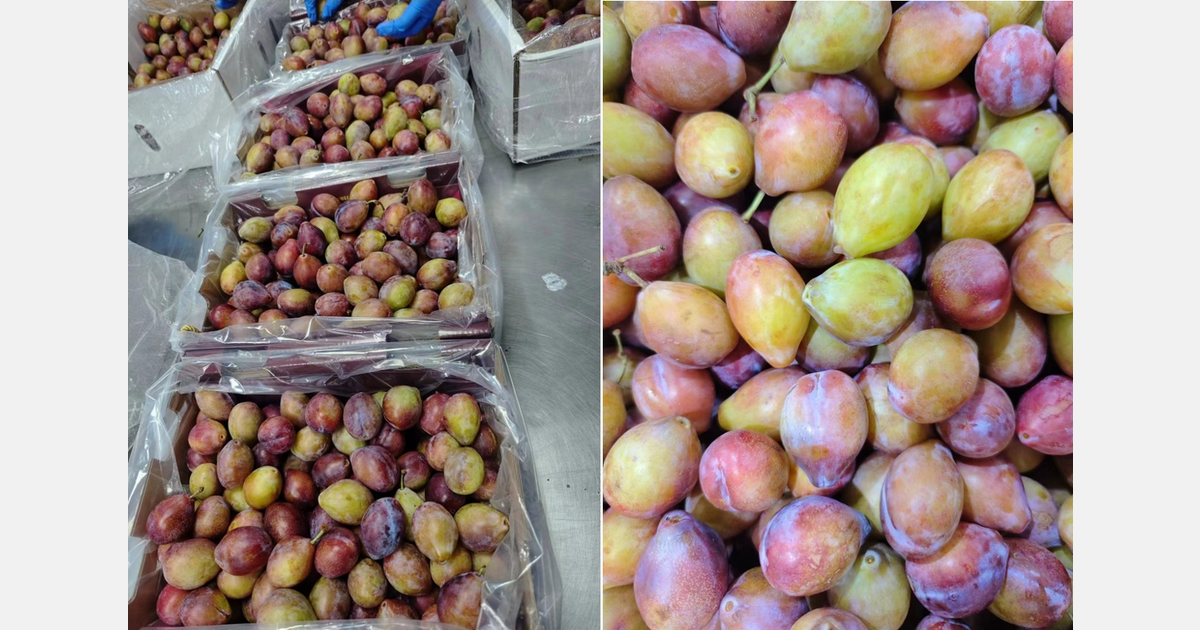 “It is now the prime sales period for Australian plums, but the ...