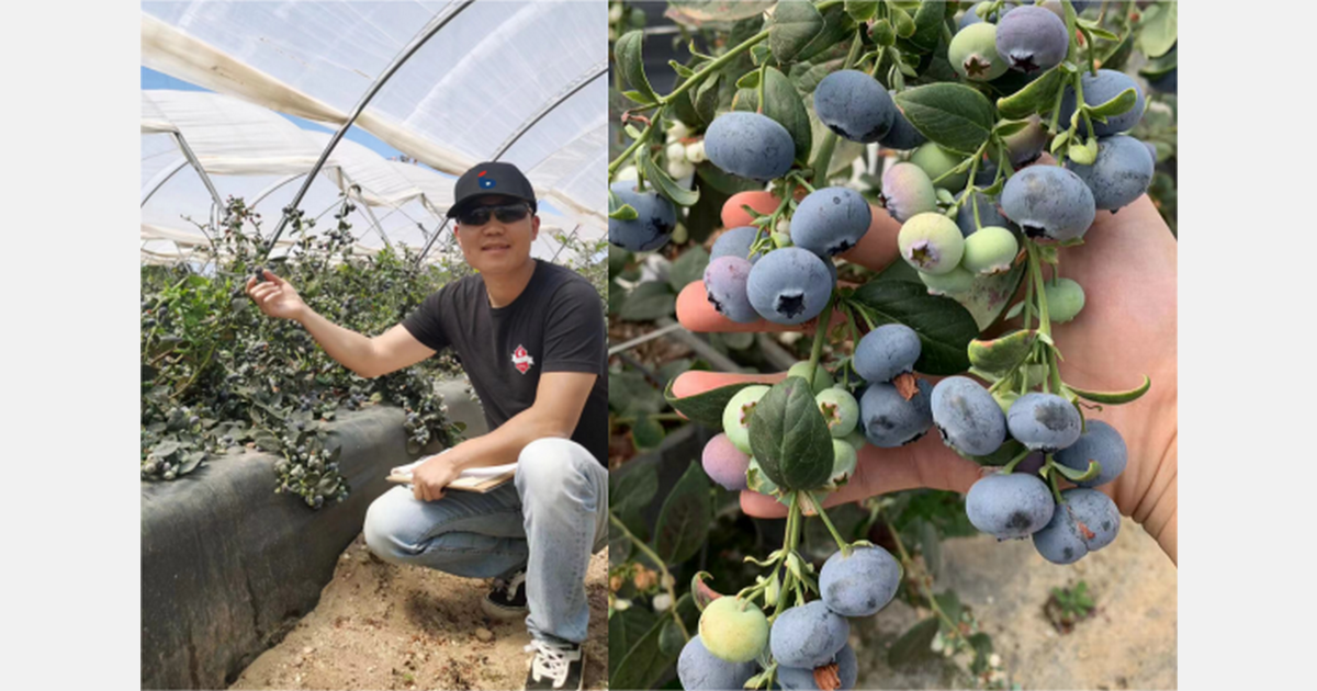 "These highly competitive varieties will bring new opportunities to the ...