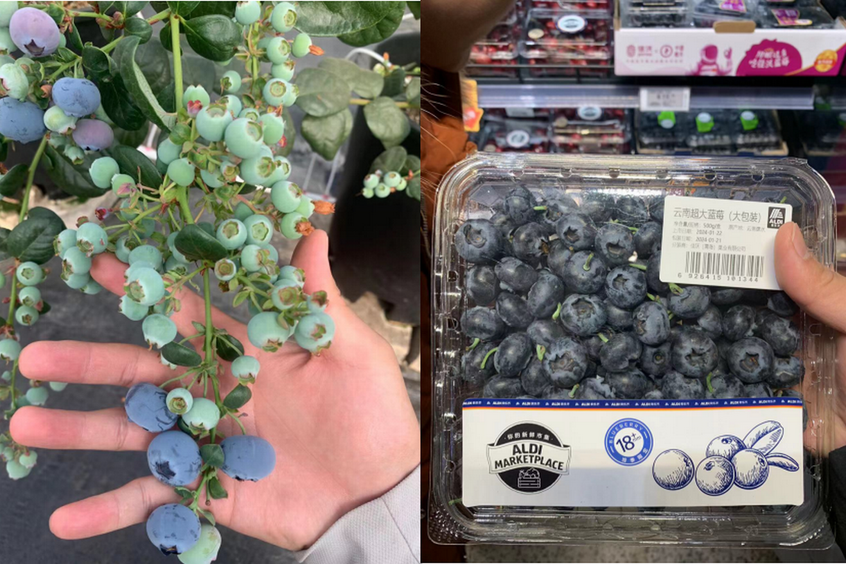 "These highly competitive varieties will bring new opportunities to the ...