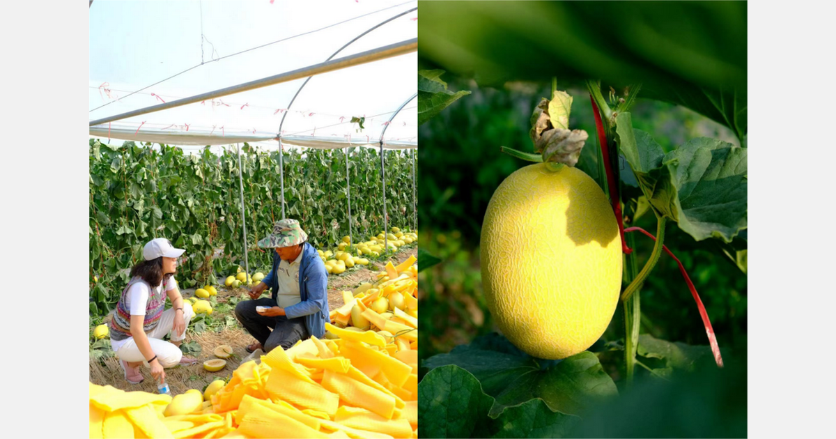 “The honeydew melon industry is exploring new development models in Hainan”