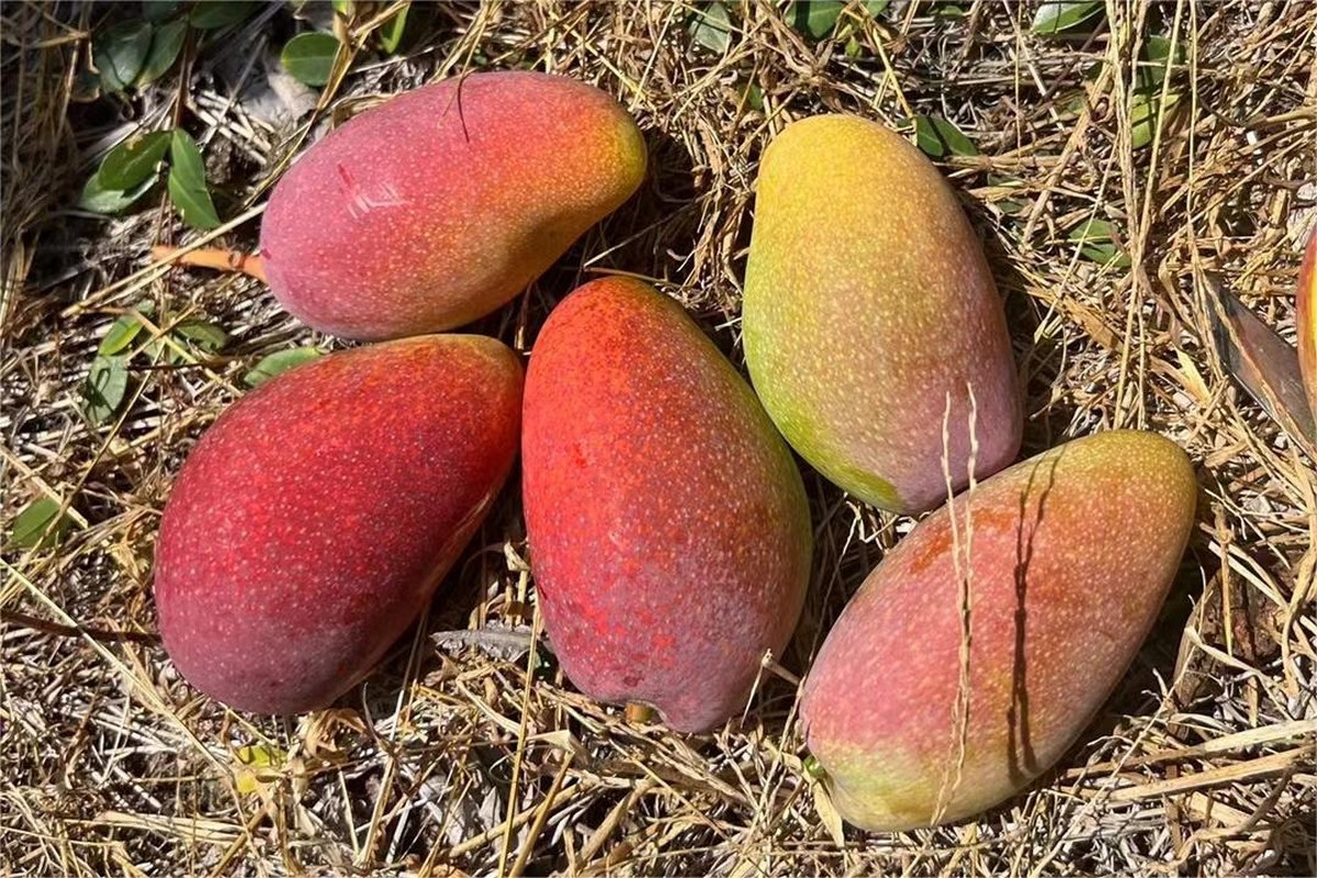 “Demand for Hainan Guifei Mango has increased, and currently exceeds ...