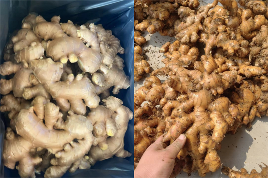 “China’s ginger prices surge in April”