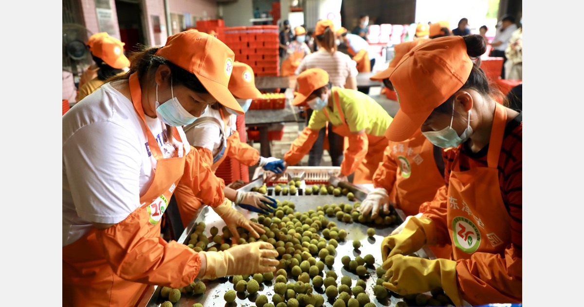 "This year marks a lean year for lychee production. Production has been ...