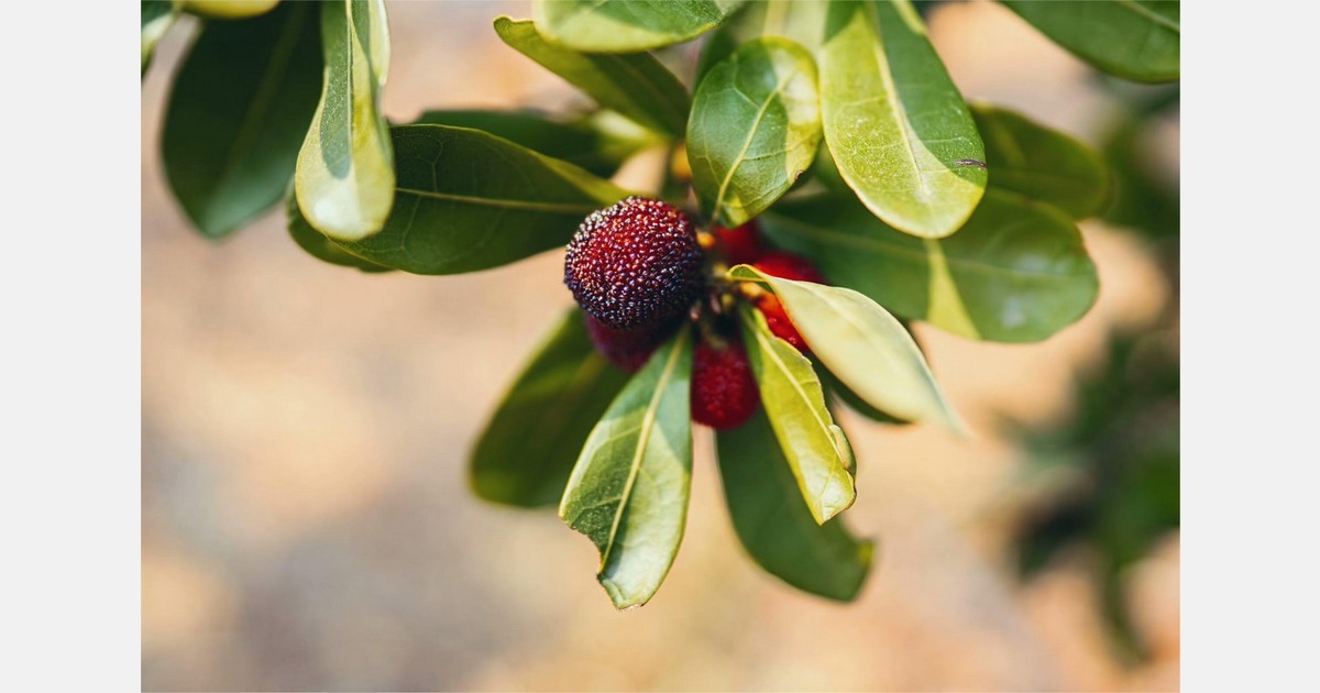 "It is estimated that bayberry sales will increase this year compared ...