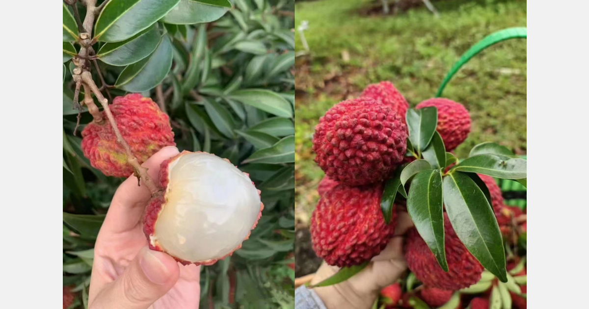 "Hainan Lychee King production has decreased, leading to fluctuating ...