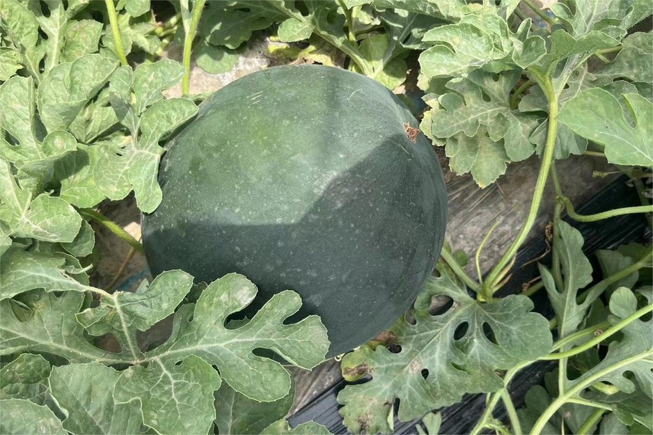 "As the temperature rises, watermelon prices gradually pick up"