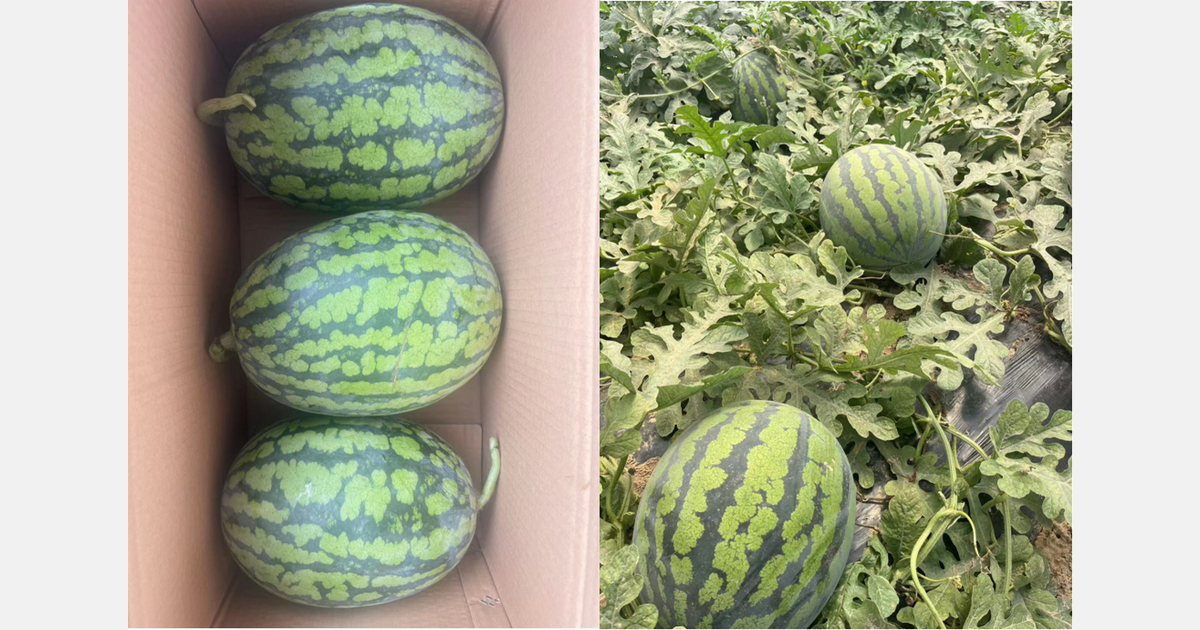 "As the temperature rises, watermelon prices gradually pick up"