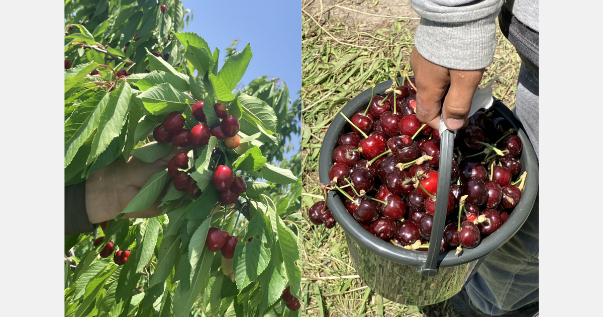 "We have switched to selling Central Asian cherries using an order ...