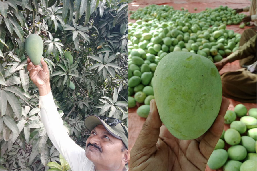 "Pakistani mangoes have market development potential"