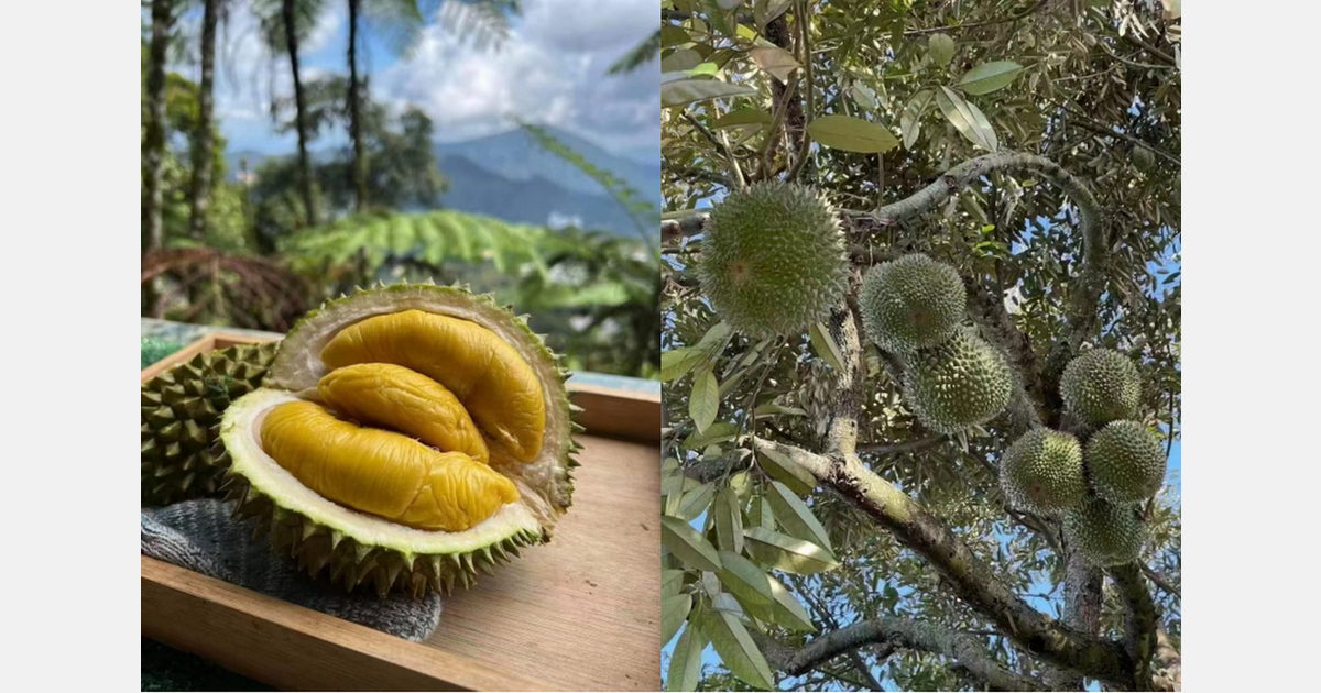"The market has responded positively to the arrival of fresh durian ...