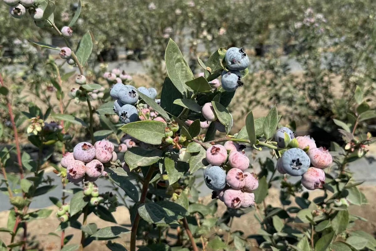 "The low arrival rate has caused the current price of Peruvian ...