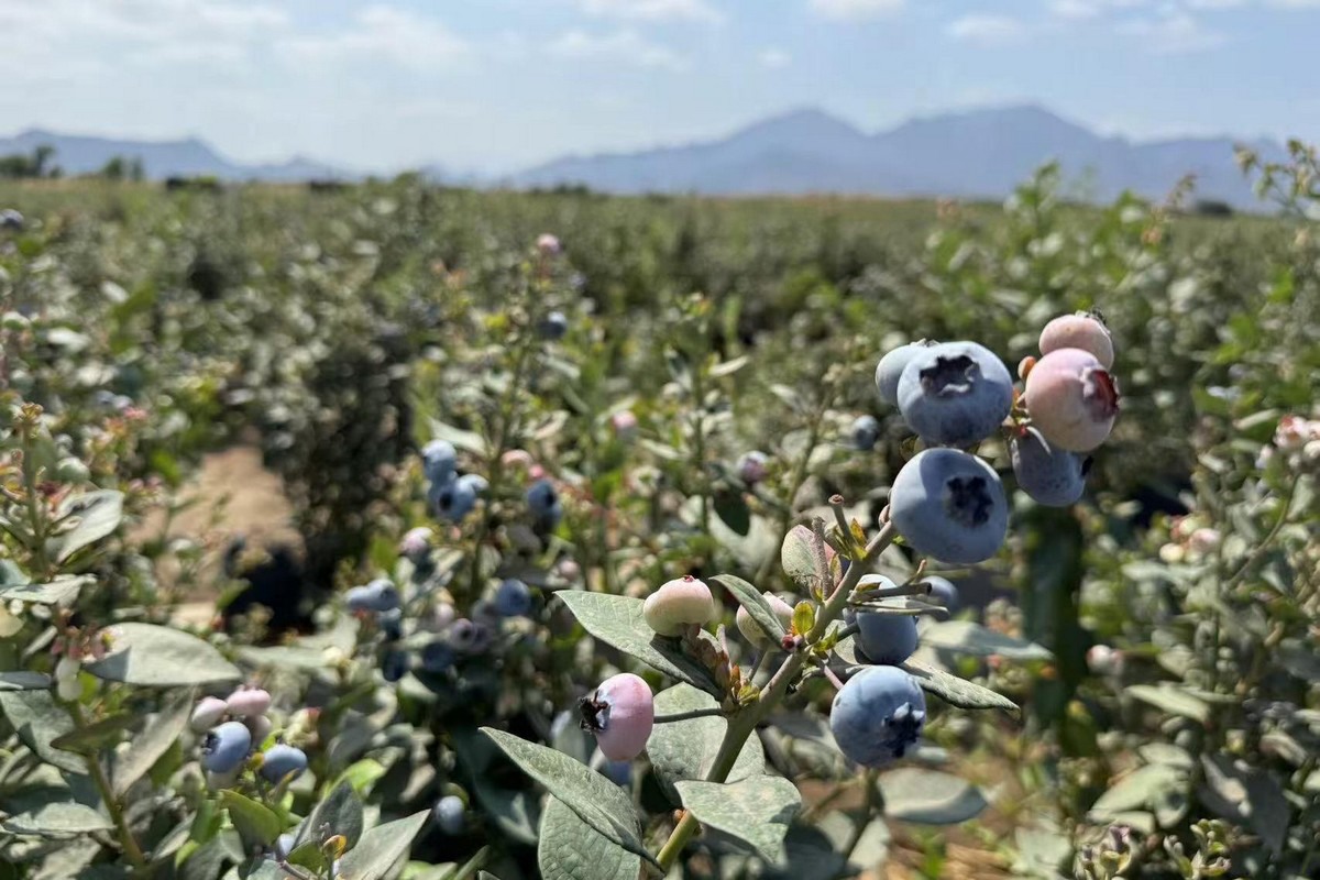 "The low arrival rate has caused the current price of Peruvian ...