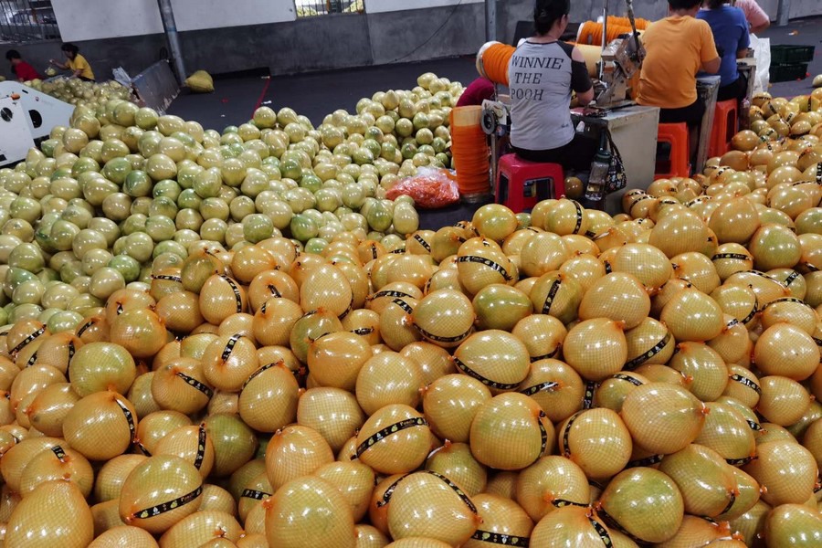 "The honey pomelo market has been delayed, less small sizes for ...