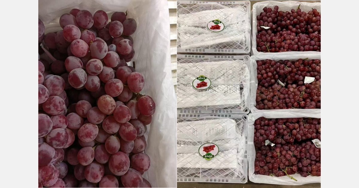 "Red grape export performance has declined, highlighting the need for ...