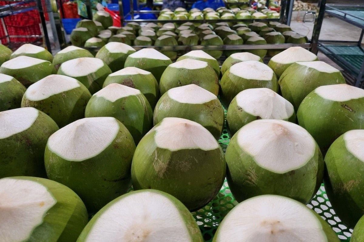 "Vietnamese coconut arrivals set to surge in December"