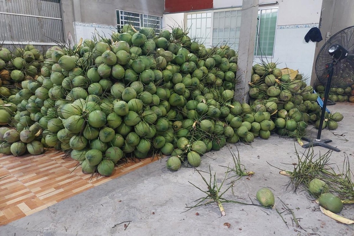 "Vietnamese coconut arrivals set to surge in December"