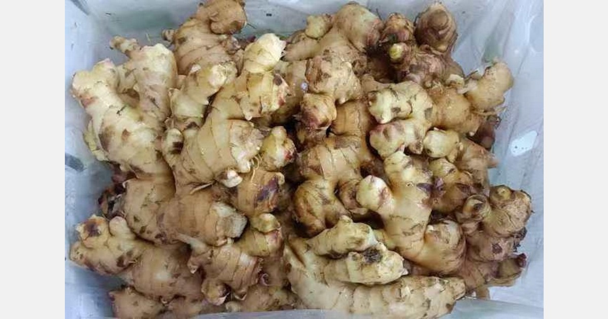 "Ginger cultivation in neighboring countries creates competition for ...