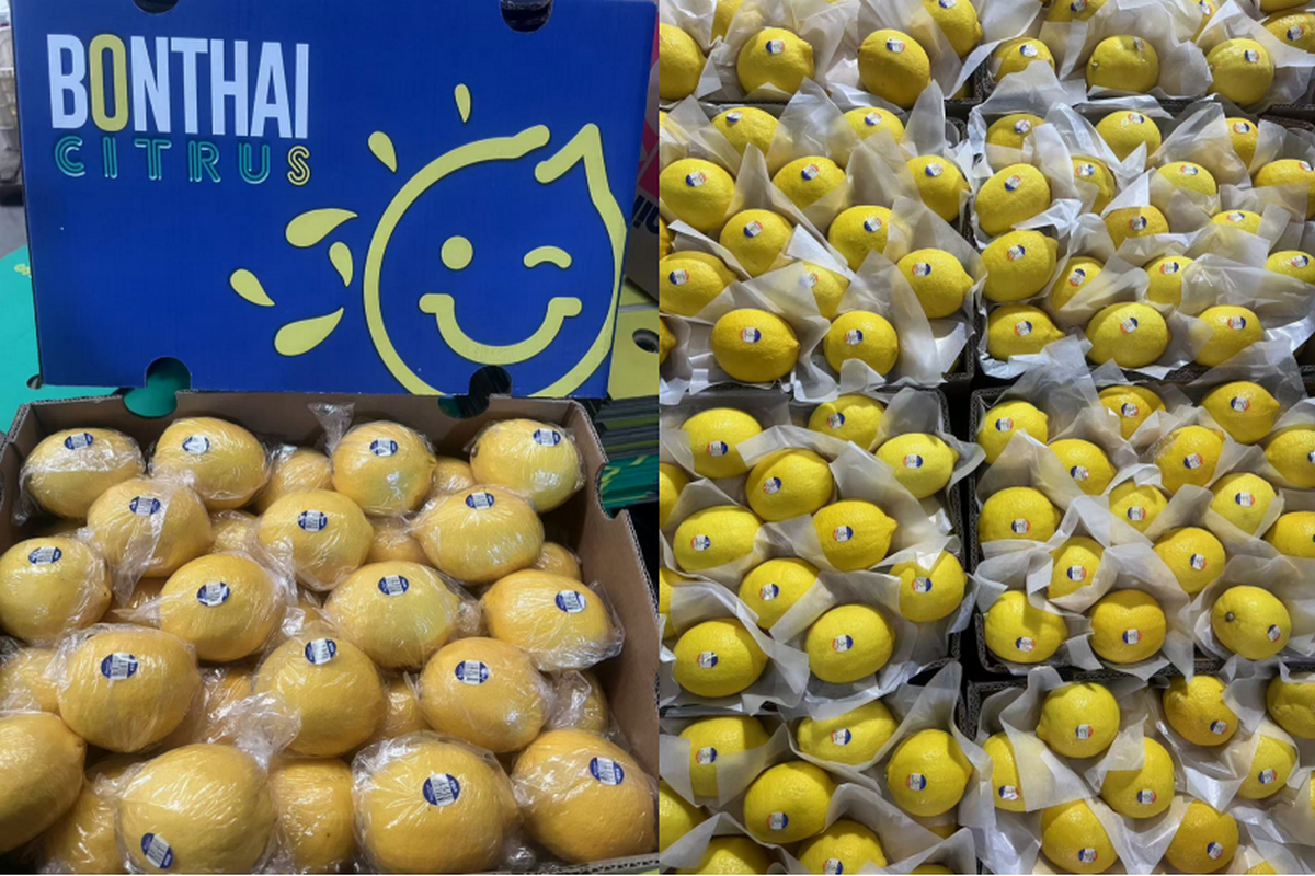 "Sichuan lemon harvest will end early, while current prices surge"