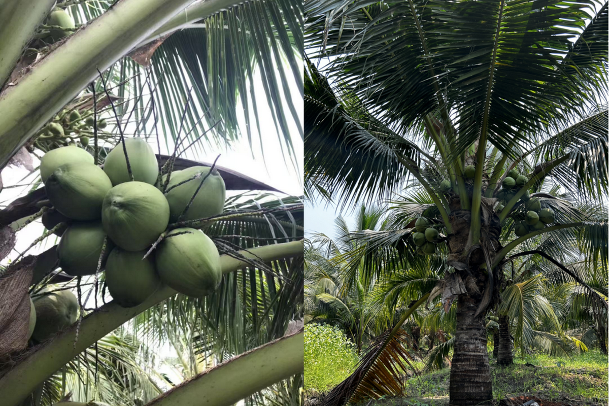 "Thai fragrant coconut supply is expected to normalize by mid-to-late ...