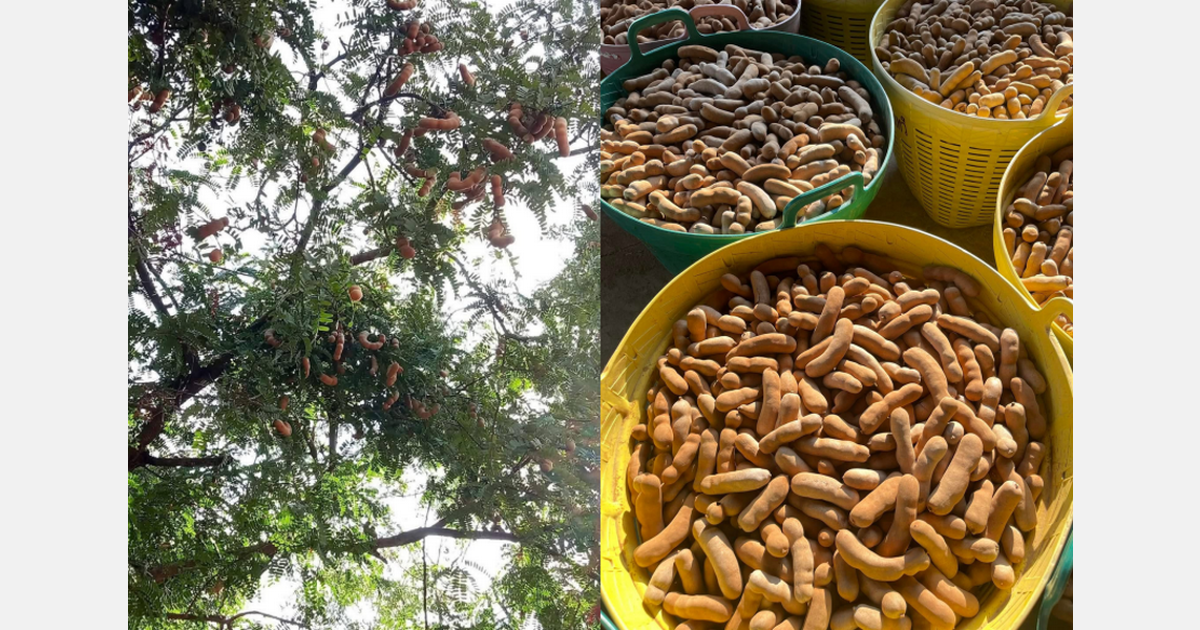 "The market demand for tamarind is growing rapidly"