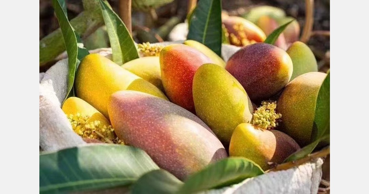 "Mangoes dominate the Hainan business gift market"