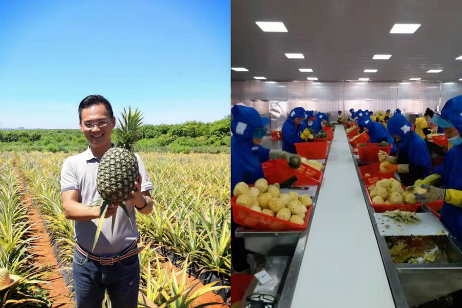"The pineapple market sees sharp fluctuations this season"