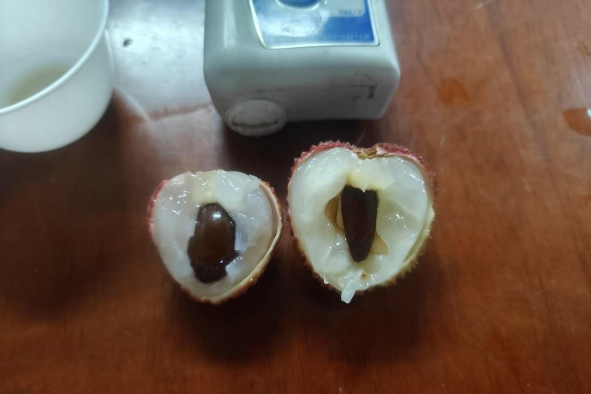 "Lychee bumper harvest boosts exports, but rising shipping costs pose ...