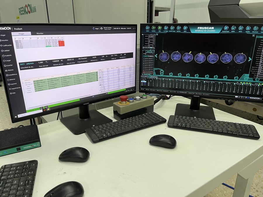 Reemoon promotes intelligent blueberry sorting with a new line launched ...