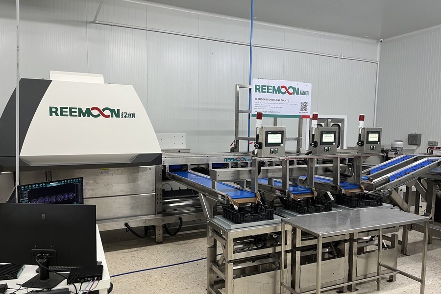 Reemoon promotes intelligent blueberry sorting with a new line launched ...