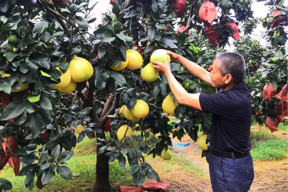 "This season's pomelo offers high quality and competitive prices"