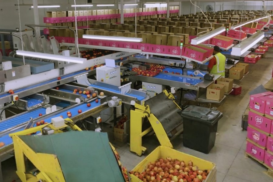 Quality assurance through Reemoon’s intelligent sorting line