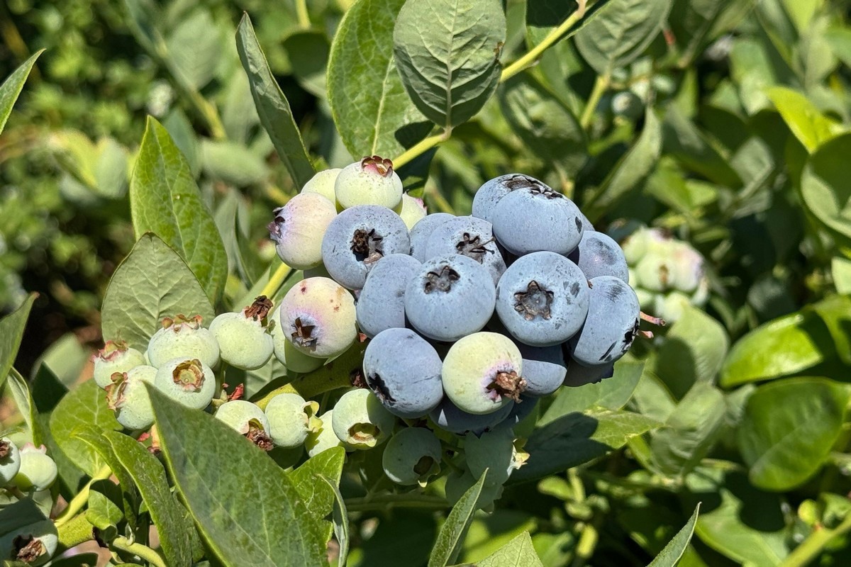 "Shorter shipping times to China are proving to be a clear advantage ...