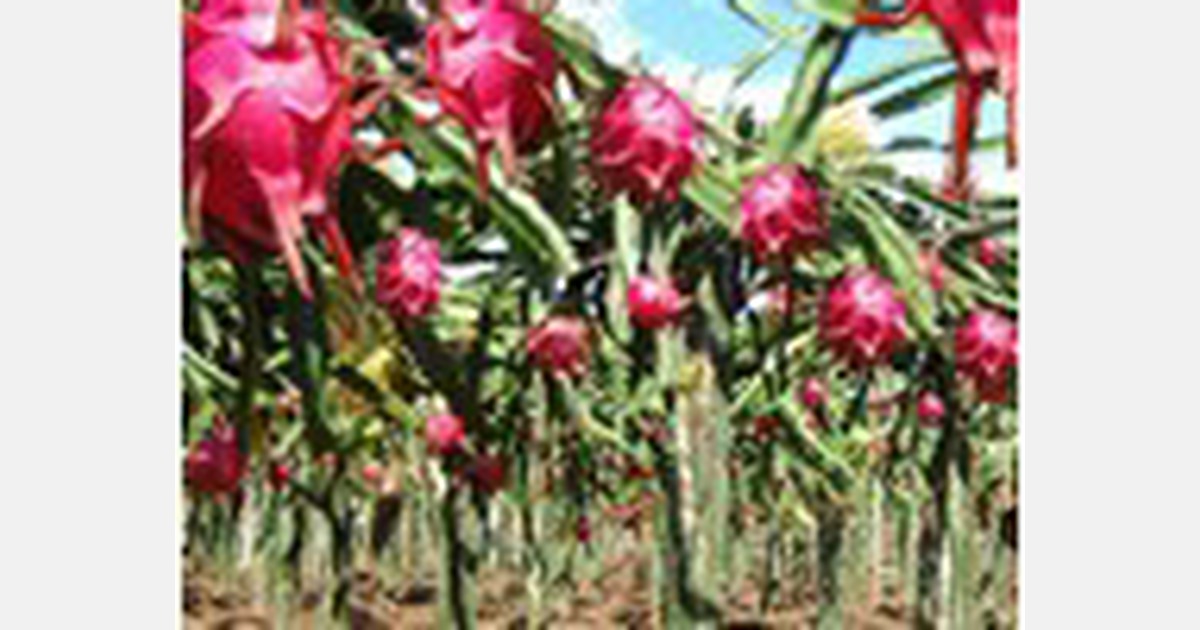 China pitaya production growing