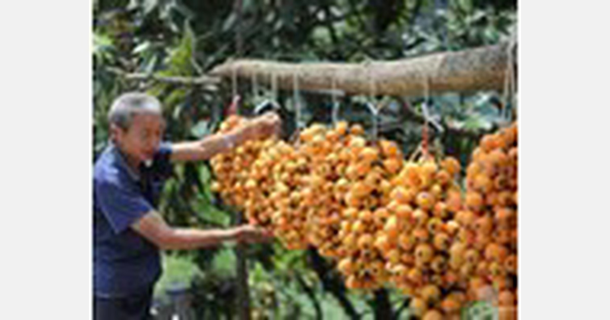 Extreme early start Kunming Loquat season