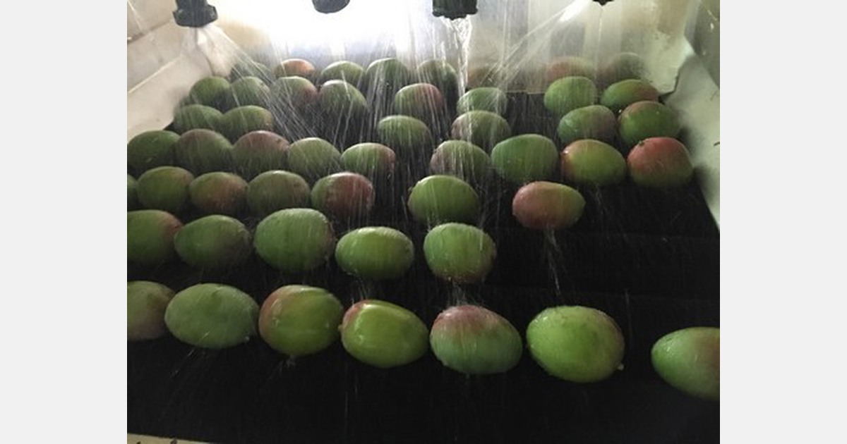 First arrival Peruvian Sun Mango to Beijing