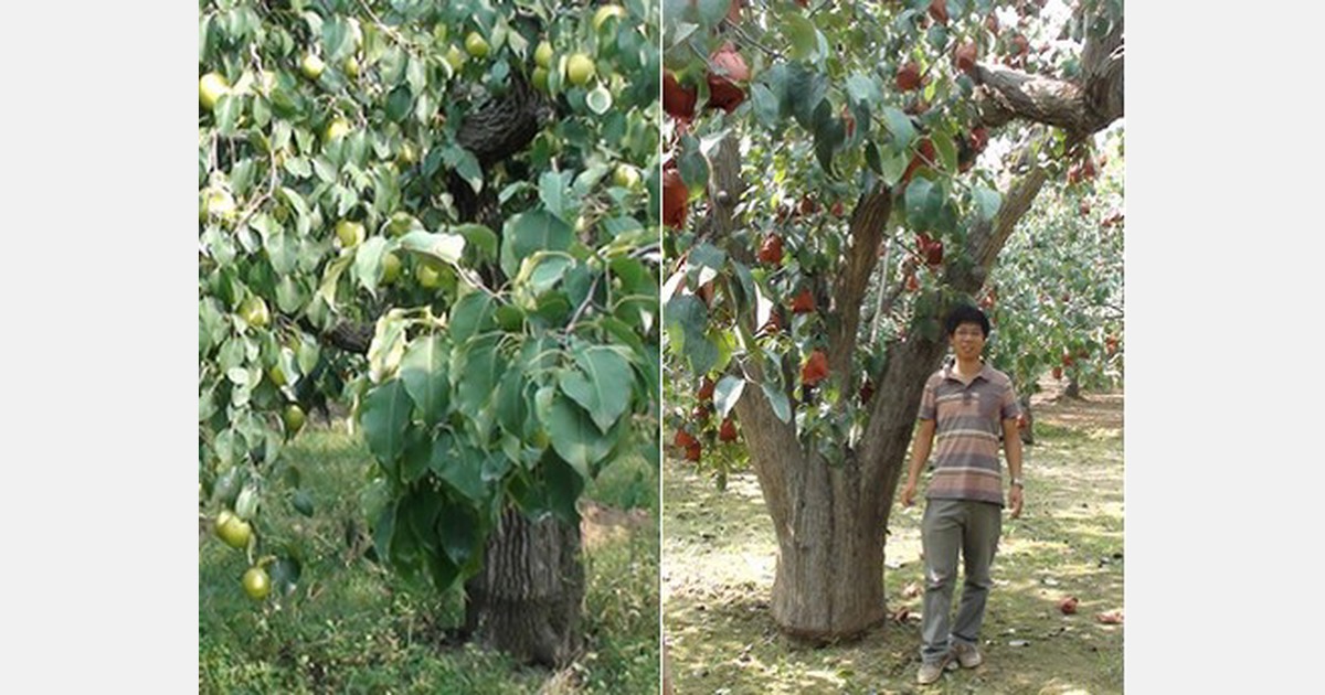 Hebei Snowflake pear ready for export
