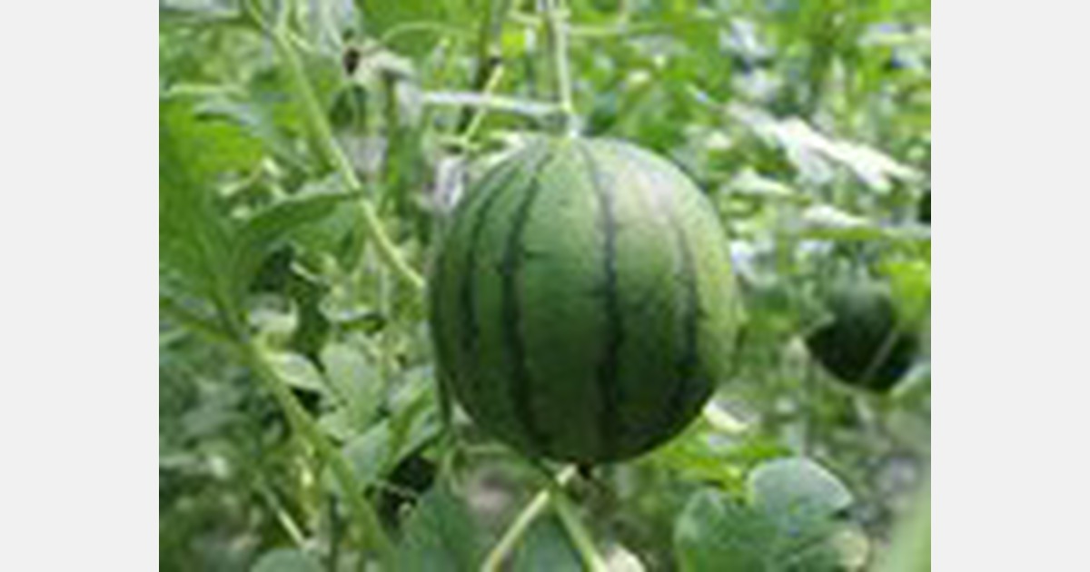 High prices Chinese watermelons
