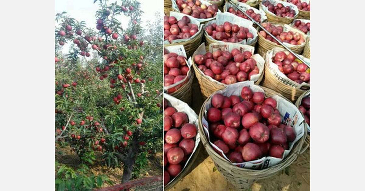 China: Ruicheng late apple varieties still available for export