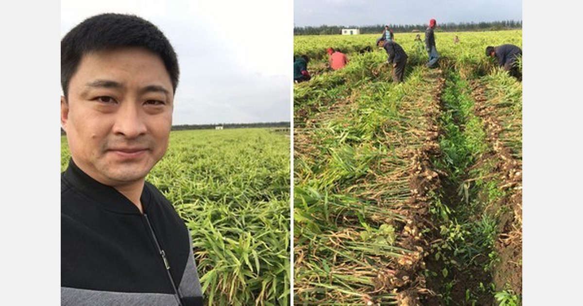 China: Start of ginger exports