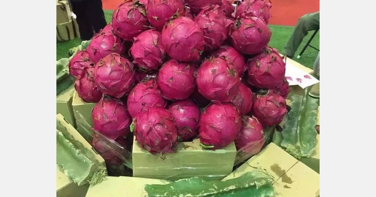China: Dragon fruit losses up to 35%