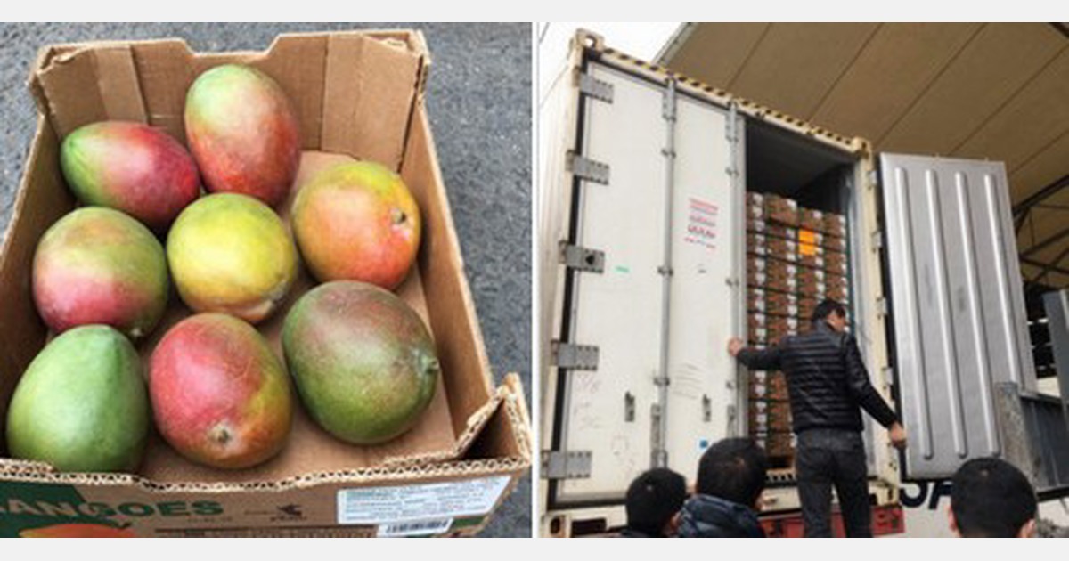 First container of Peruvian mangoes sold at the port