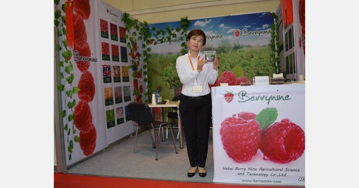 The Chinese raspberry industry is getting ready