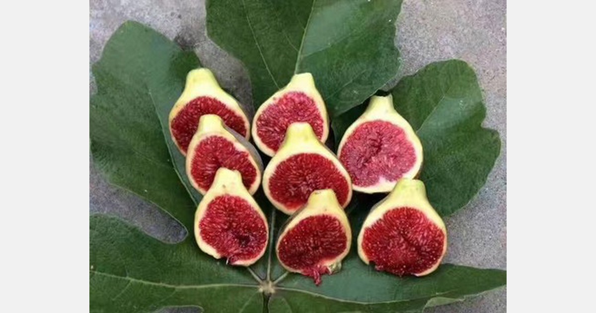 China: Increased production of figs