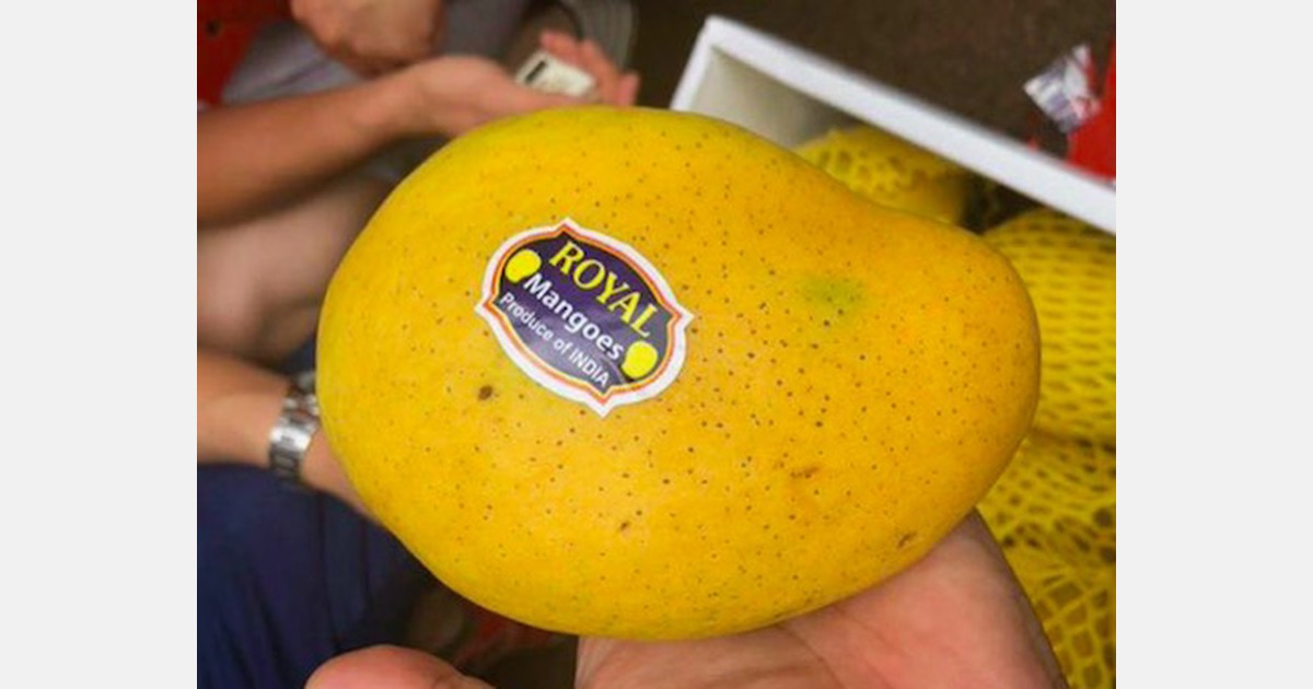 China: 1000 kg of Indian mangoes enter Guangzhou market