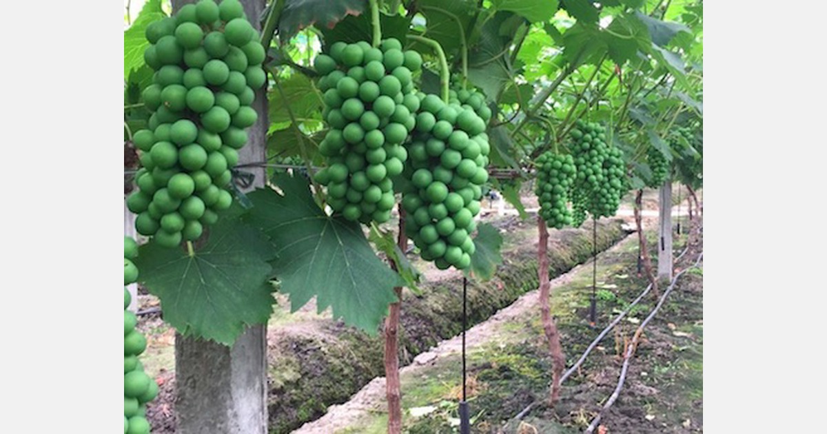 China: Good varieties remain popular in the market