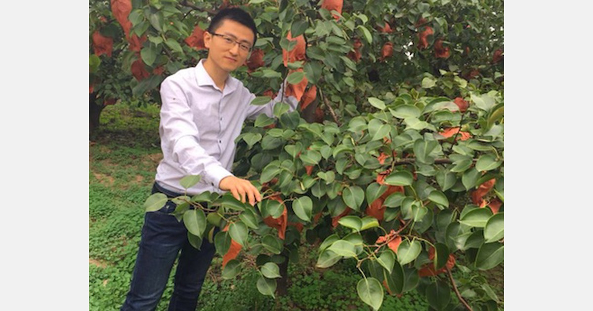 High-altitude Chinese Su pear available all year around
