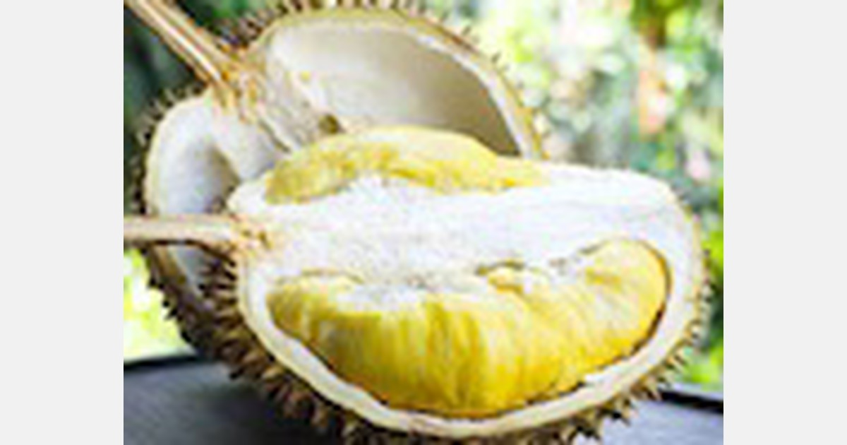 "China: Customs intercept harmful "owlet moths" in durian fruit"
